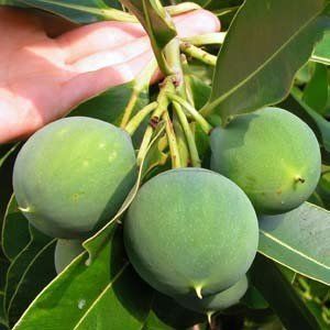 What is Tamanu oil - Contains natural polyphenols